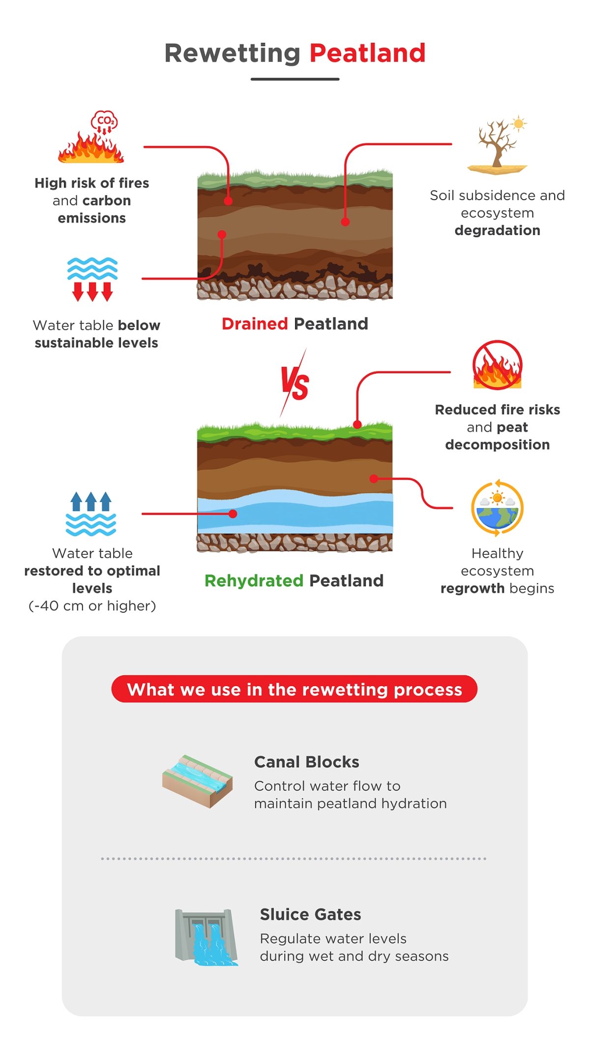 Peat restoration: Rebuilding nature, one step at a time - Golden Agri ...