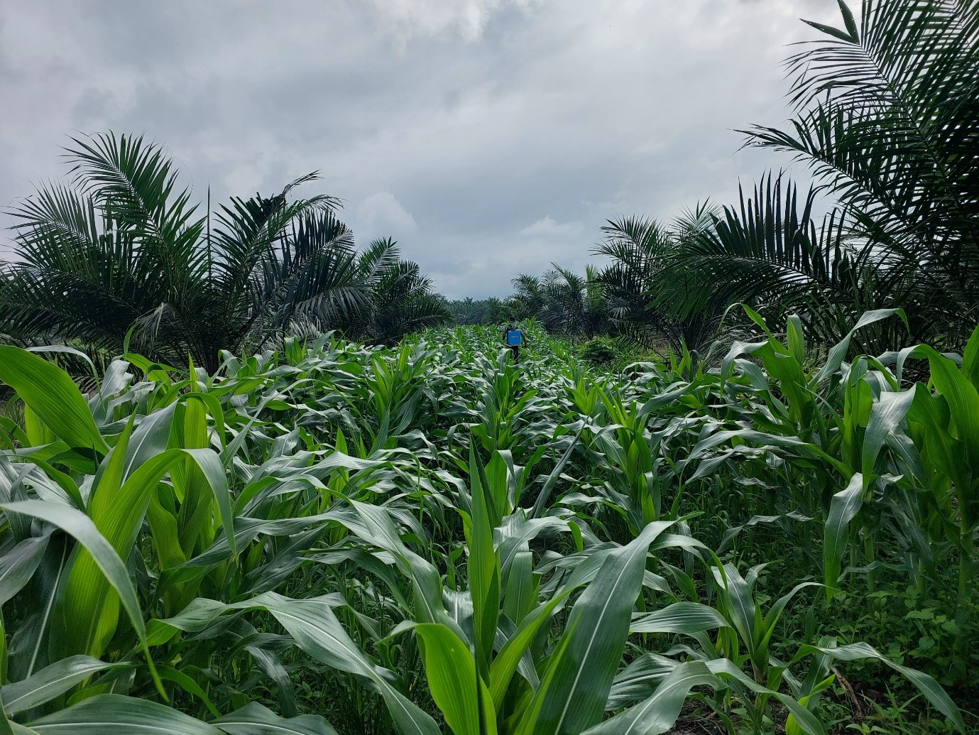 What’s in your margarine? A look inside the spread that bakes the world ...